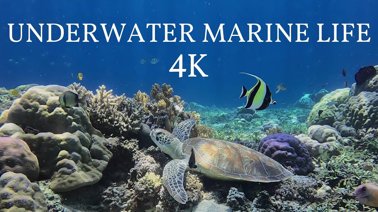 UNDERWATER MARINE LIFE 4K SCREENSAVER + RELAXING MUSIC - YouTube