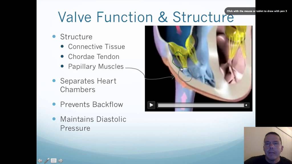 Hemodymanics - Lecture 1 - What is Hemodynamics - YouTube