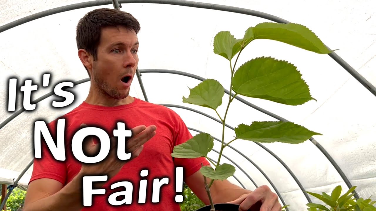 Mulberry Tree Comparison | Growing Plants in Different Locations but ...