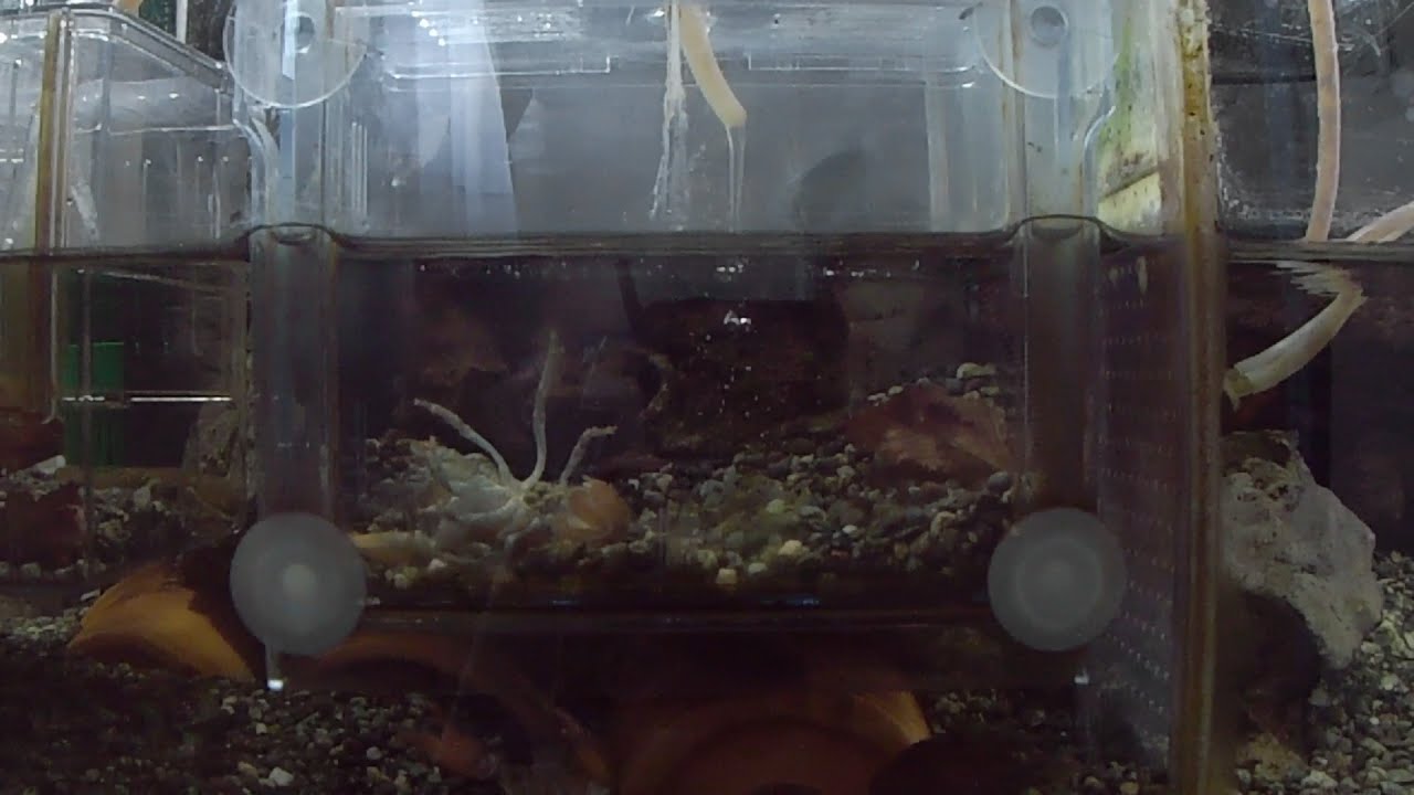 二ホンザリガニの産卵 Japanese Crayfish - YouTube