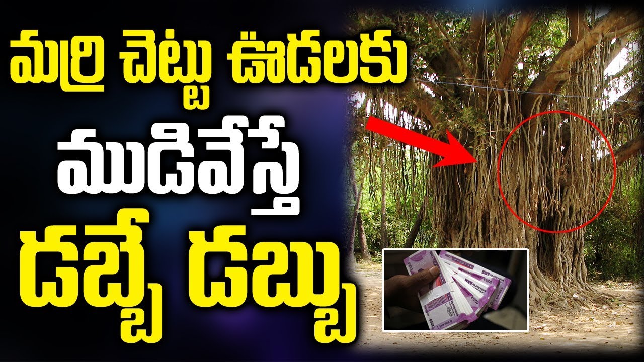 మరిచెట్టు ఊడలకు ముడివేస్తే డబ్బే డబ్బు | #marri_udalu Uses in Telugu ...