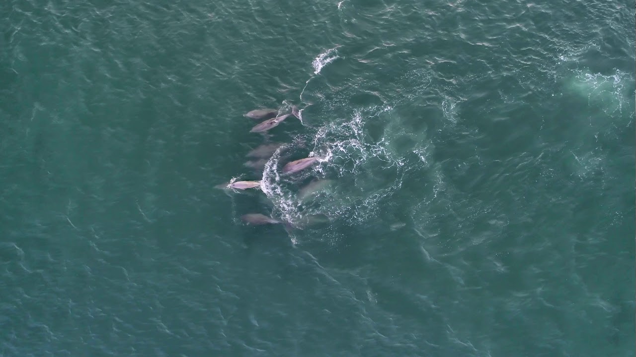 Dolphins - YouTube