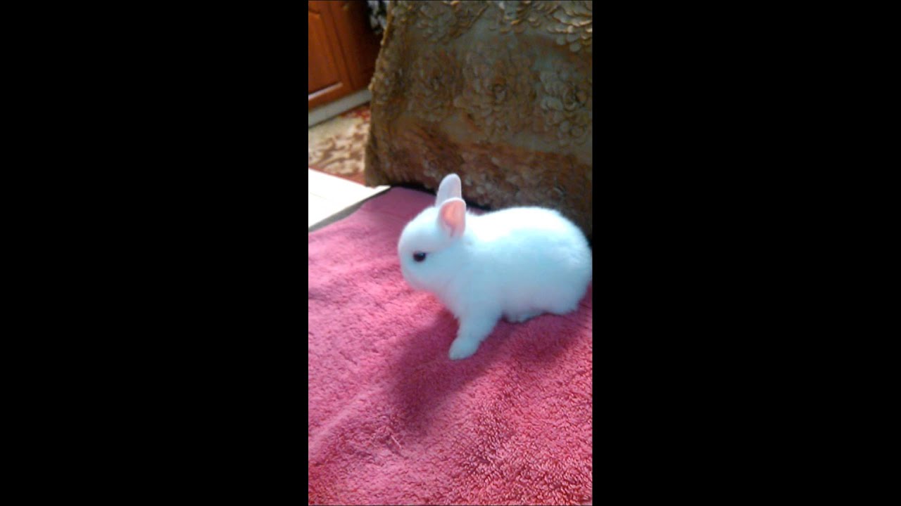 Bunny! - YouTube