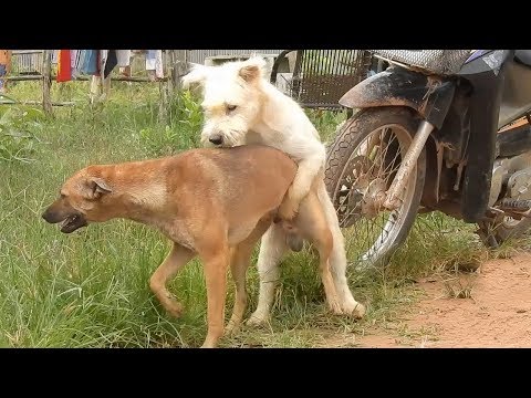 Great RuralDog!!Australian Shepherd Vs Golden Labrador Retriever In Rice field At Village