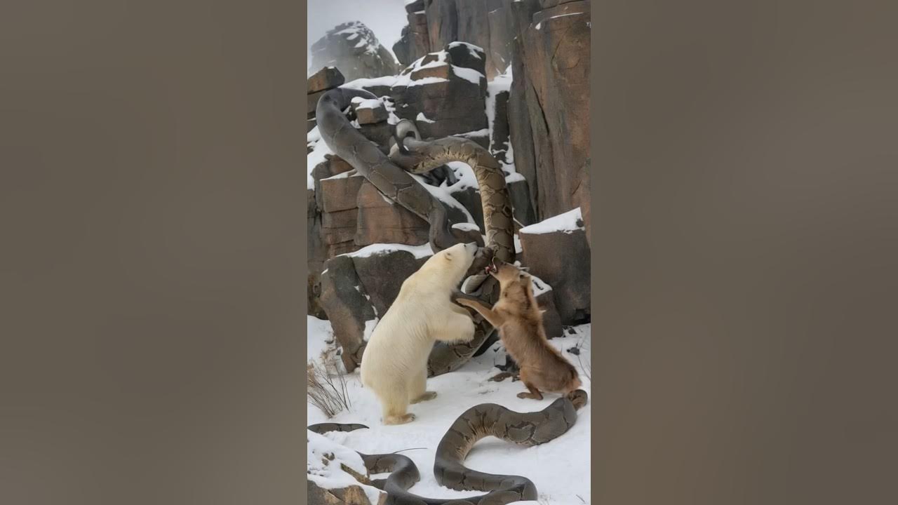 Polar Bear and Hyena are fighting with Python - YouTube