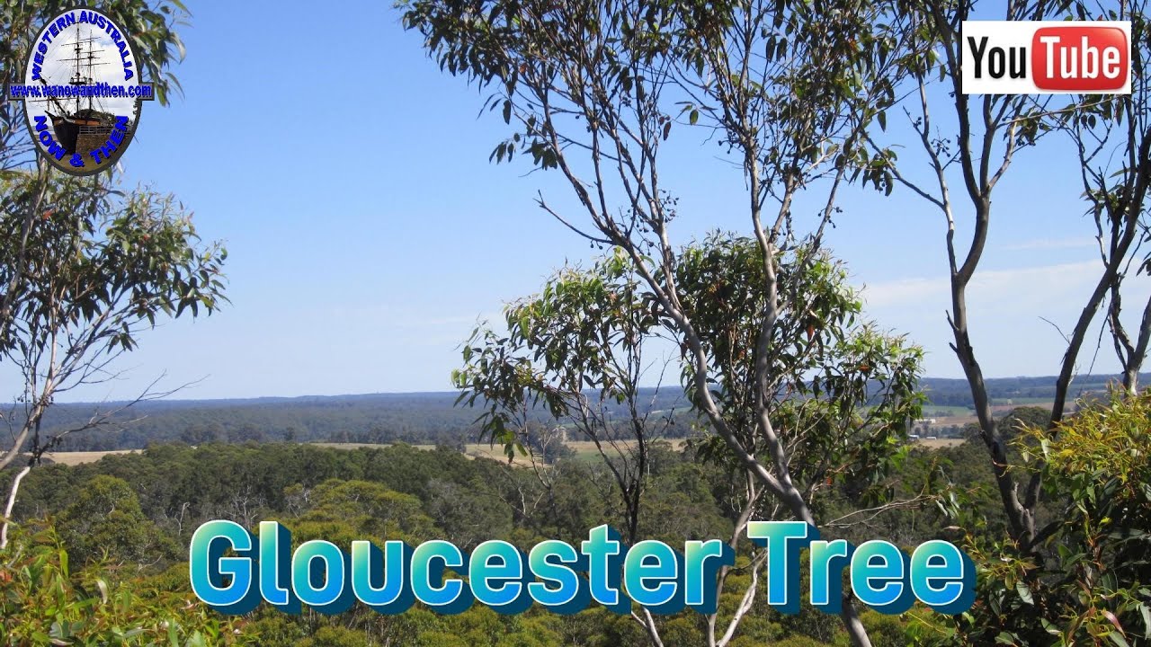 Gloucester Tree - Pemberton - Western Australia - YouTube