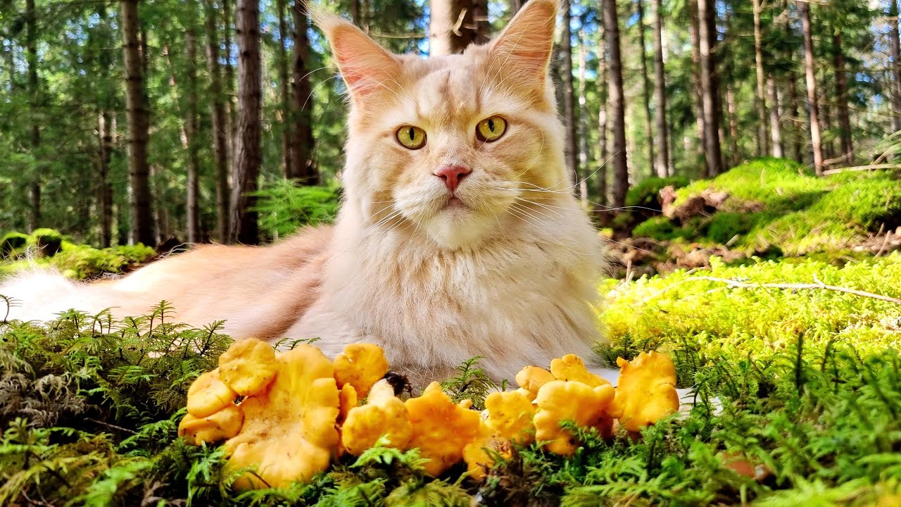 Maine Coon Cat Buster Finds the Gold of the Forest! - YouTube