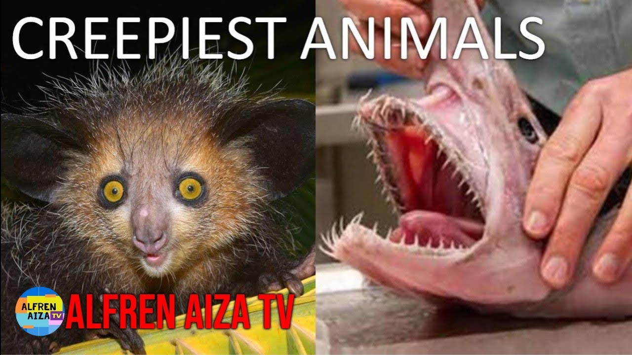 TOP 10 CREEPIEST ANIMALS IN THE WORLD - YouTube