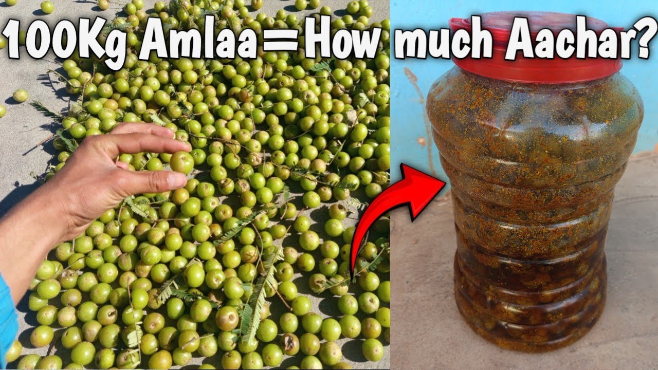 100Kg Amlaa=How much Aachar we can made.Home made Aachar. - YouTube