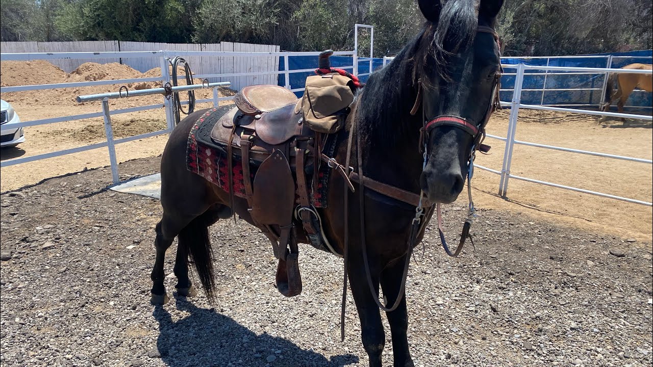 Black walking stallion of copper state riding club Mj the king - YouTube