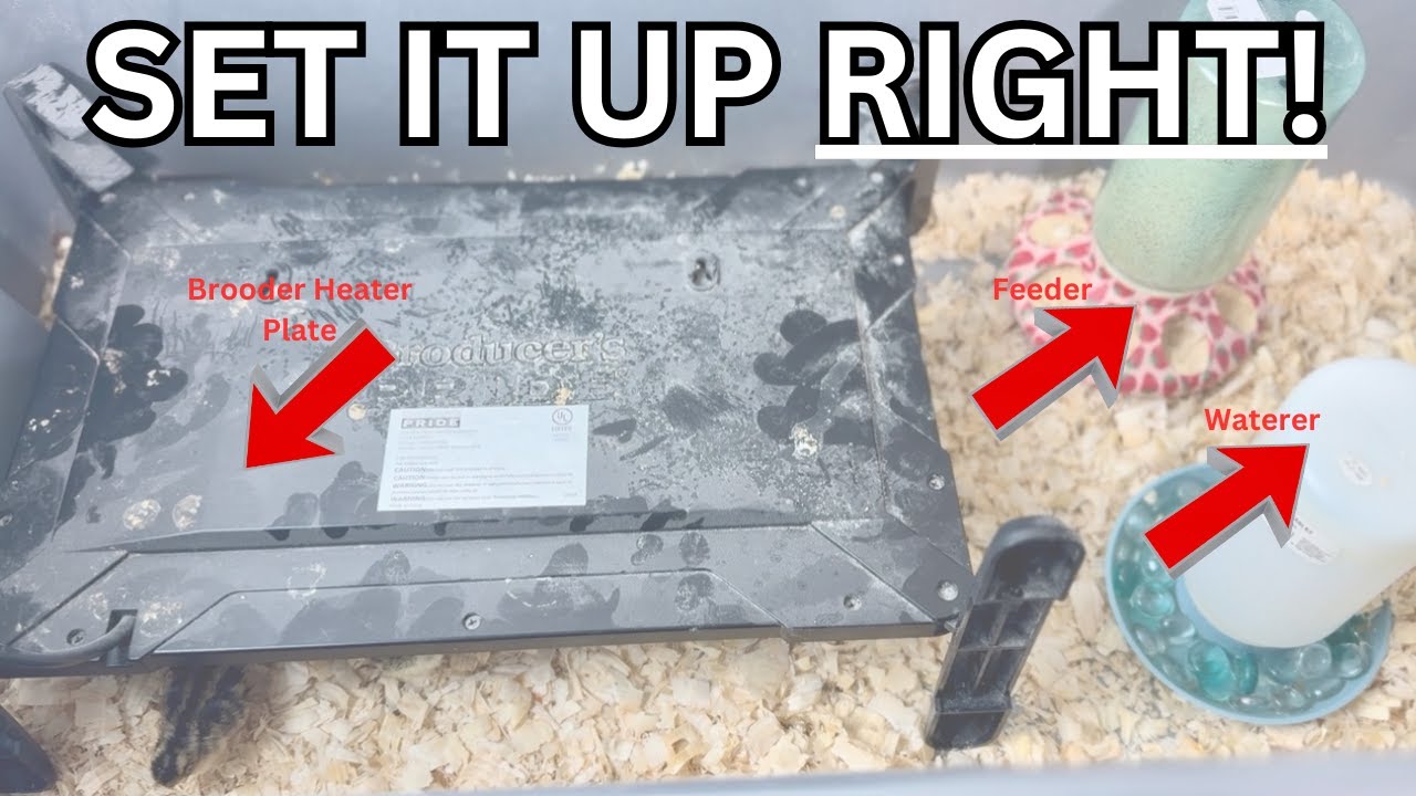 Coturnix Quail Brooder Setup — The Only Video You Need! - YouTube