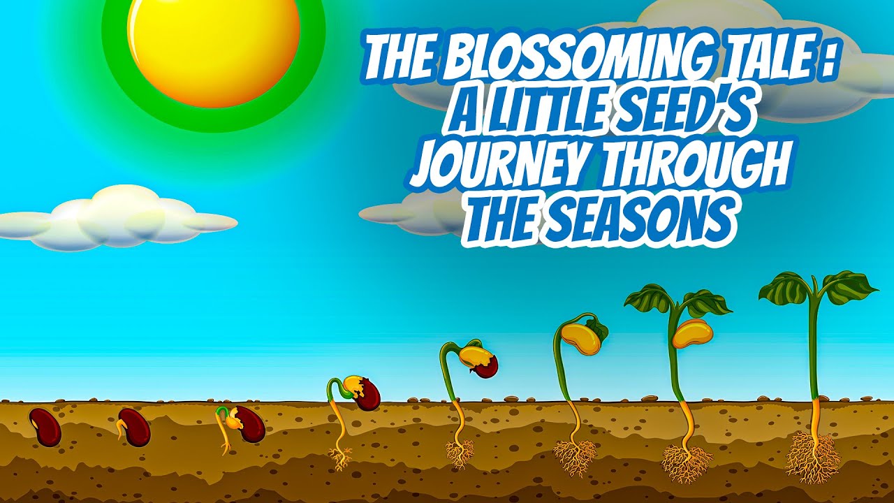 The Blossoming Tale A Little Seed's Journey Through the Seasons - YouTube