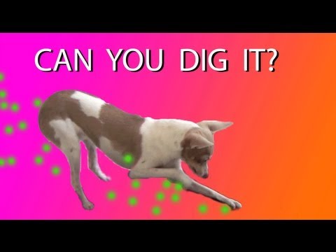 Dog tricks tutorial: dig on the spot - YouTube