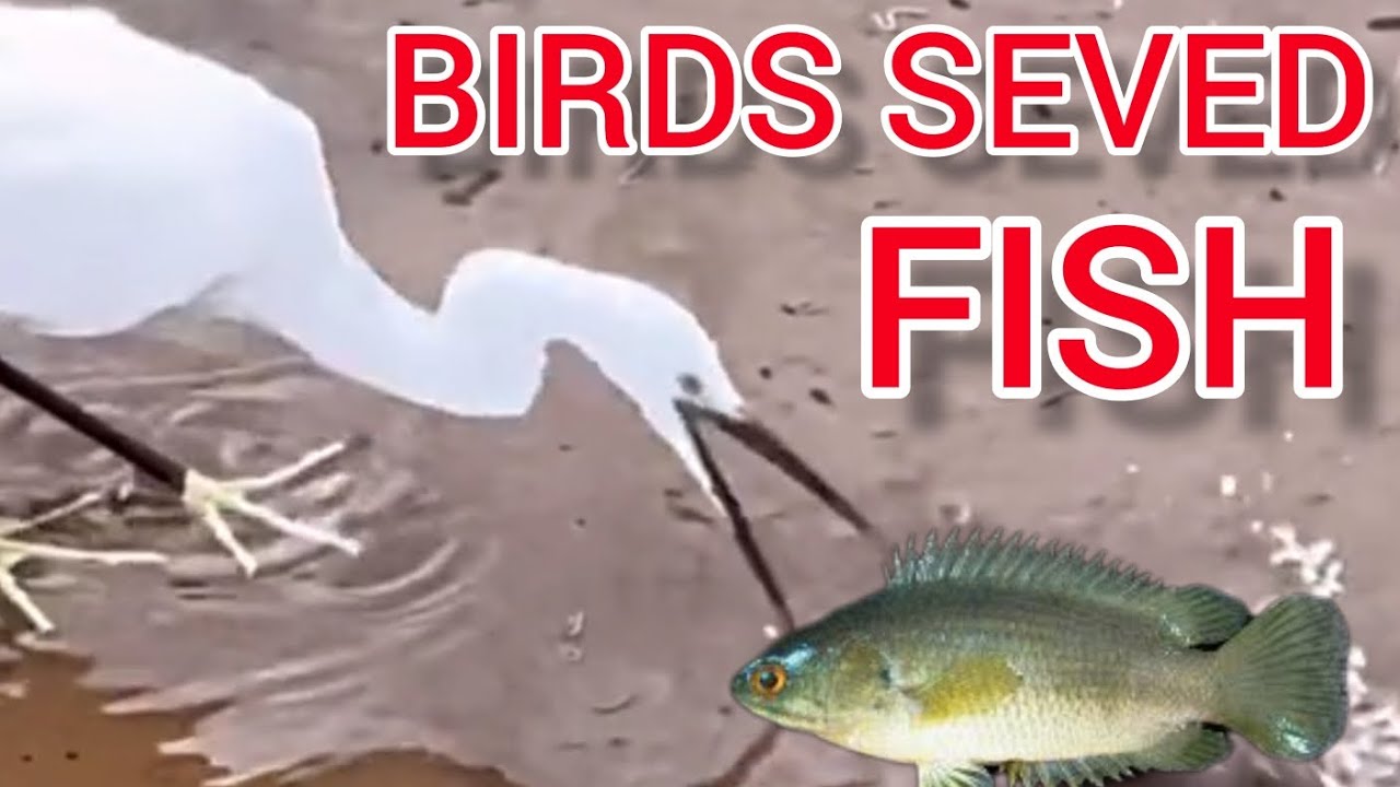 The birds saved the fish | fish eating birds | birds eating fish | fish ...