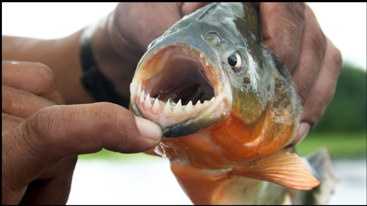 PIRANHAS FISH HOW DANGEROUS ARE THEY - YouTube