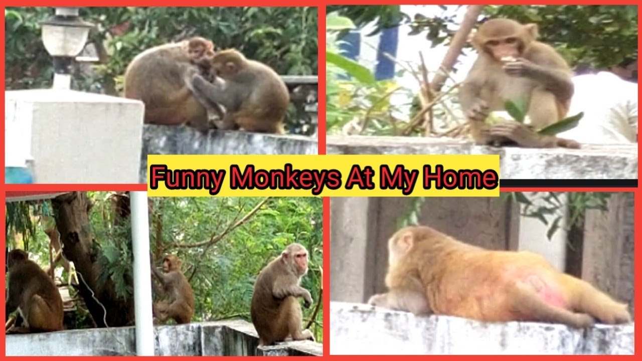Monkeys at My Home| Monkeys| Monkeys Play| Funny and Cute Monkeys at My ...