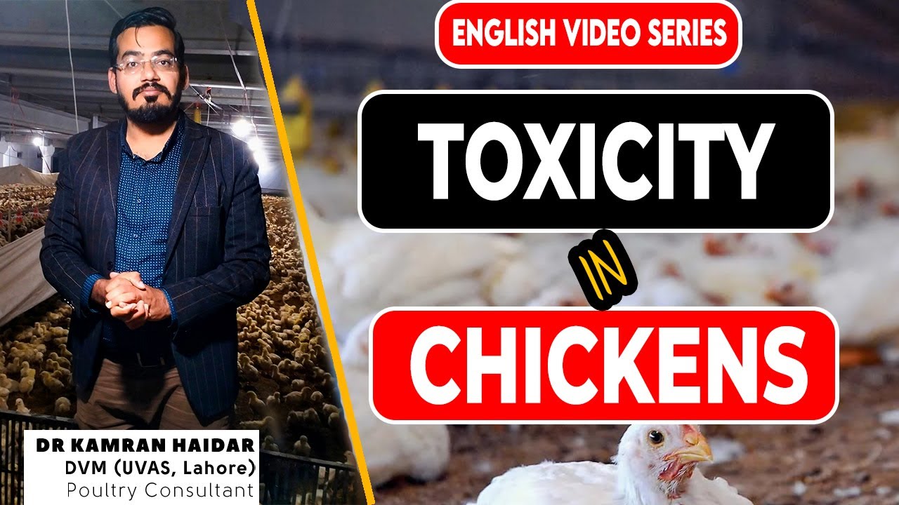 Mycotoxins (Toxicity) in Chickens | A Detailed Video Lecture in English ...