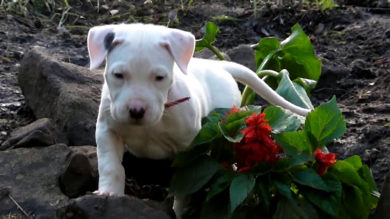 Pure Dogo Argentino Female Puppies Mambo x Tekilla Feb 2018 - YouTube