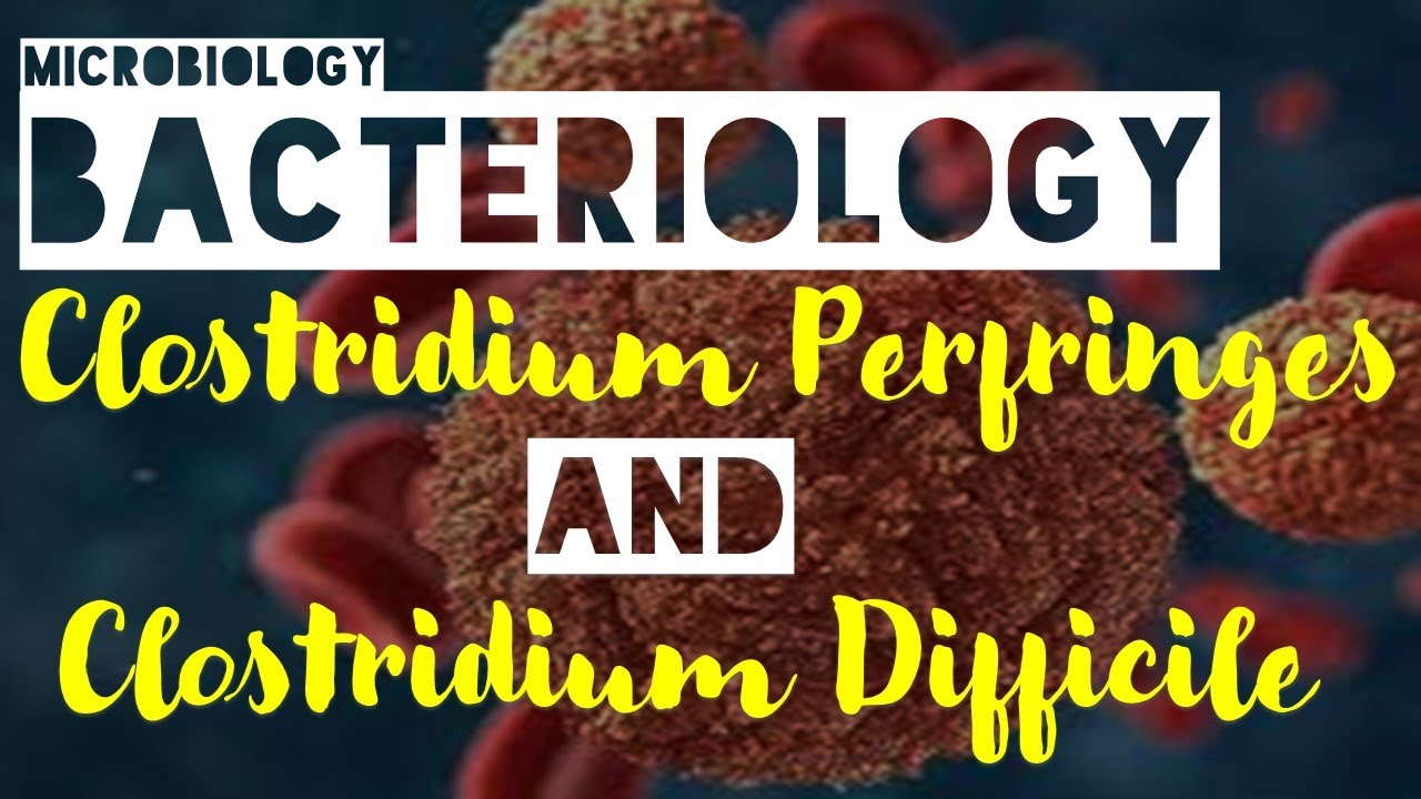 Clostridium perfringes and clostridium difficile /pathogenesis/diseases ...