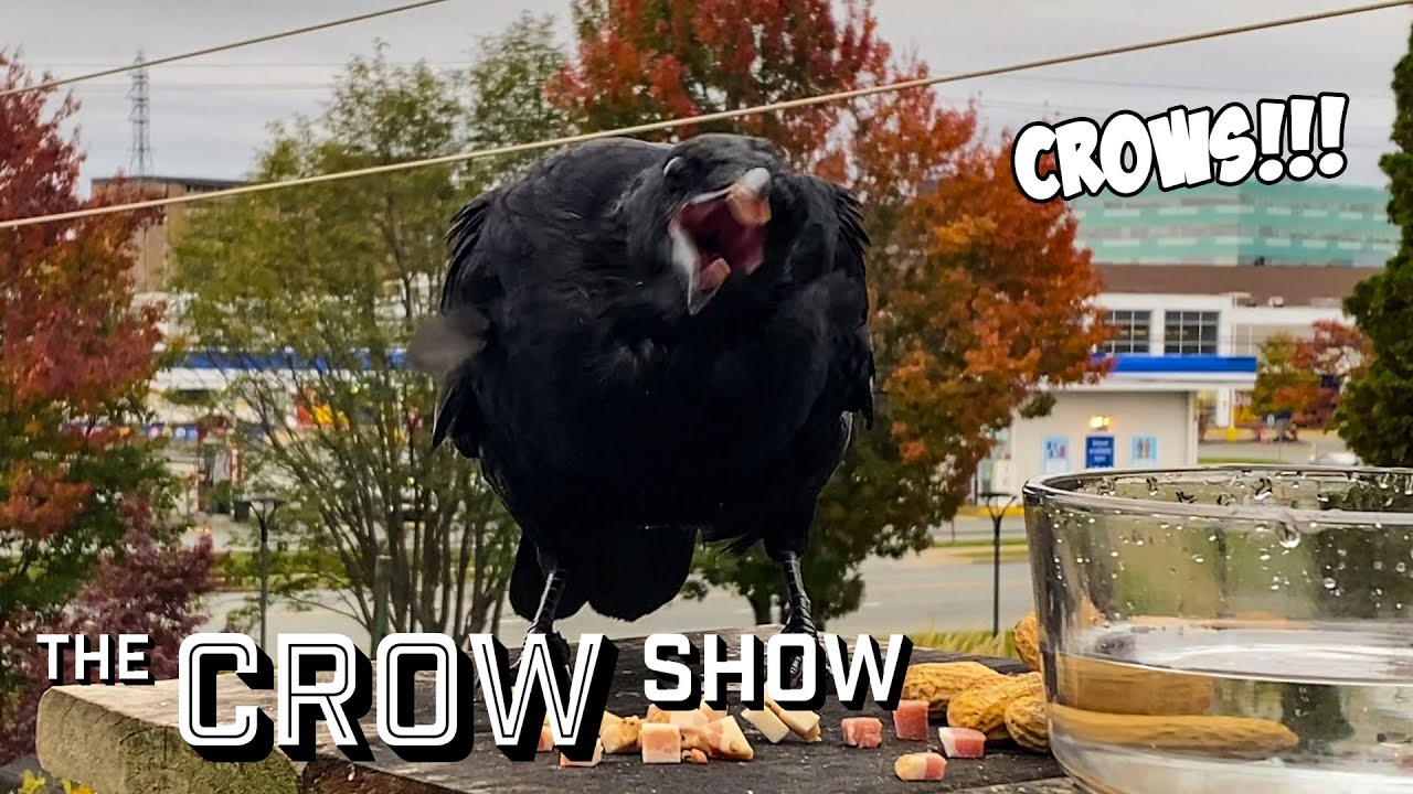 The Crows Like Thanksgiving Turkey - YouTube