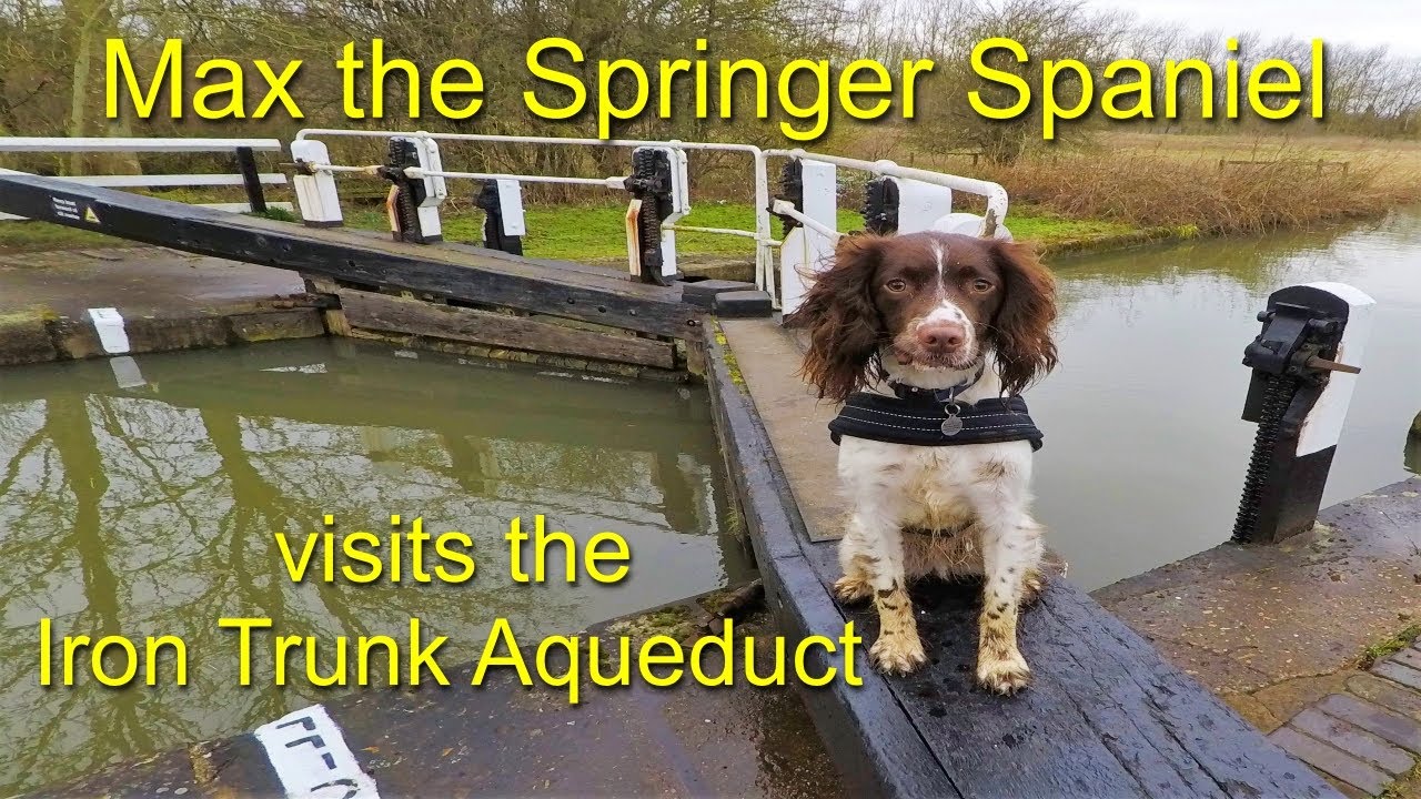 Springer Spaniel Max visits the Iron Trunk Aqueduct - YouTube