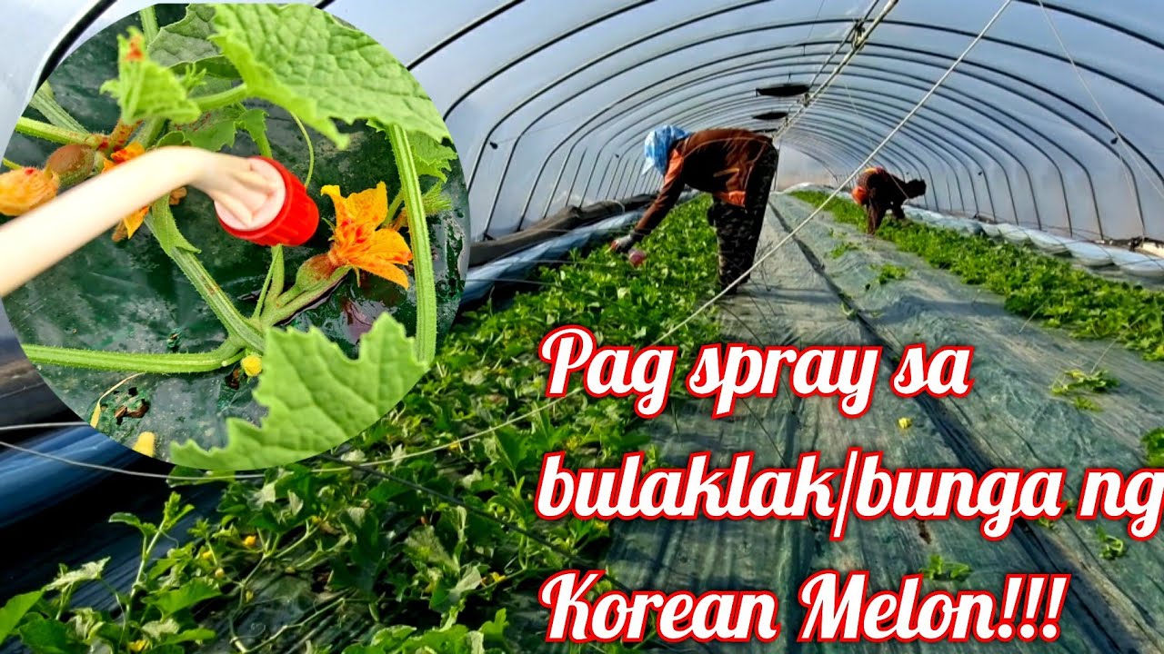 Artificial Pollination.Pag spray sa bulaklak.Growing korean melon plant ...