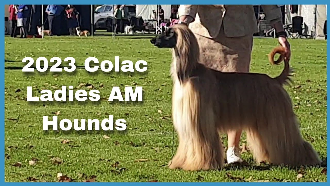 2023 Colac Ladies Show AM - Hounds - YouTube