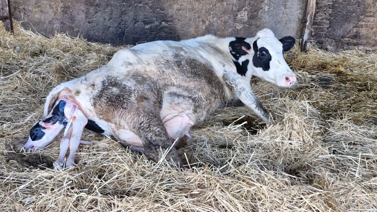 A Gentle and Beautiful Natural Cow Birth - YouTube