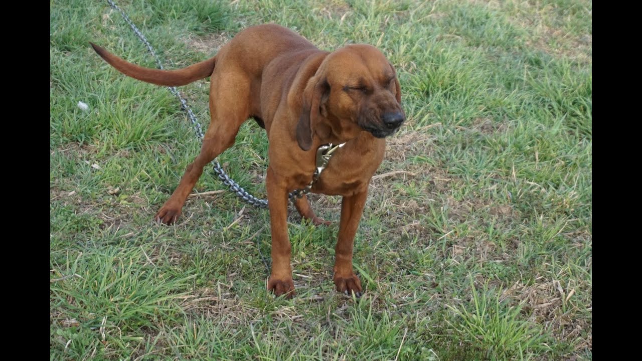 RED HOT GINGER! Gorgeous young female Redbone Coonhound available - YouTube
