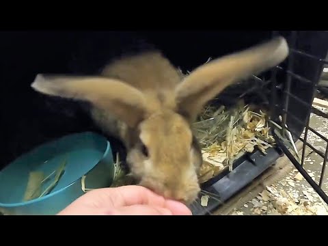 Rabbitry: Buying Breeder Rabbits - YouTube