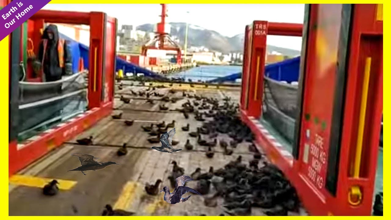Hundreds of birds mysteriously landed on a ship - YouTube