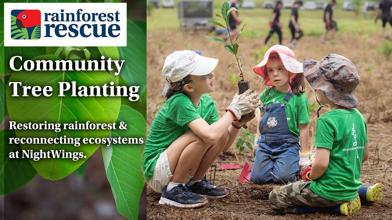 2022 Rainforest Rescue Community Tree Planting @ Nightwings Rainforest ...