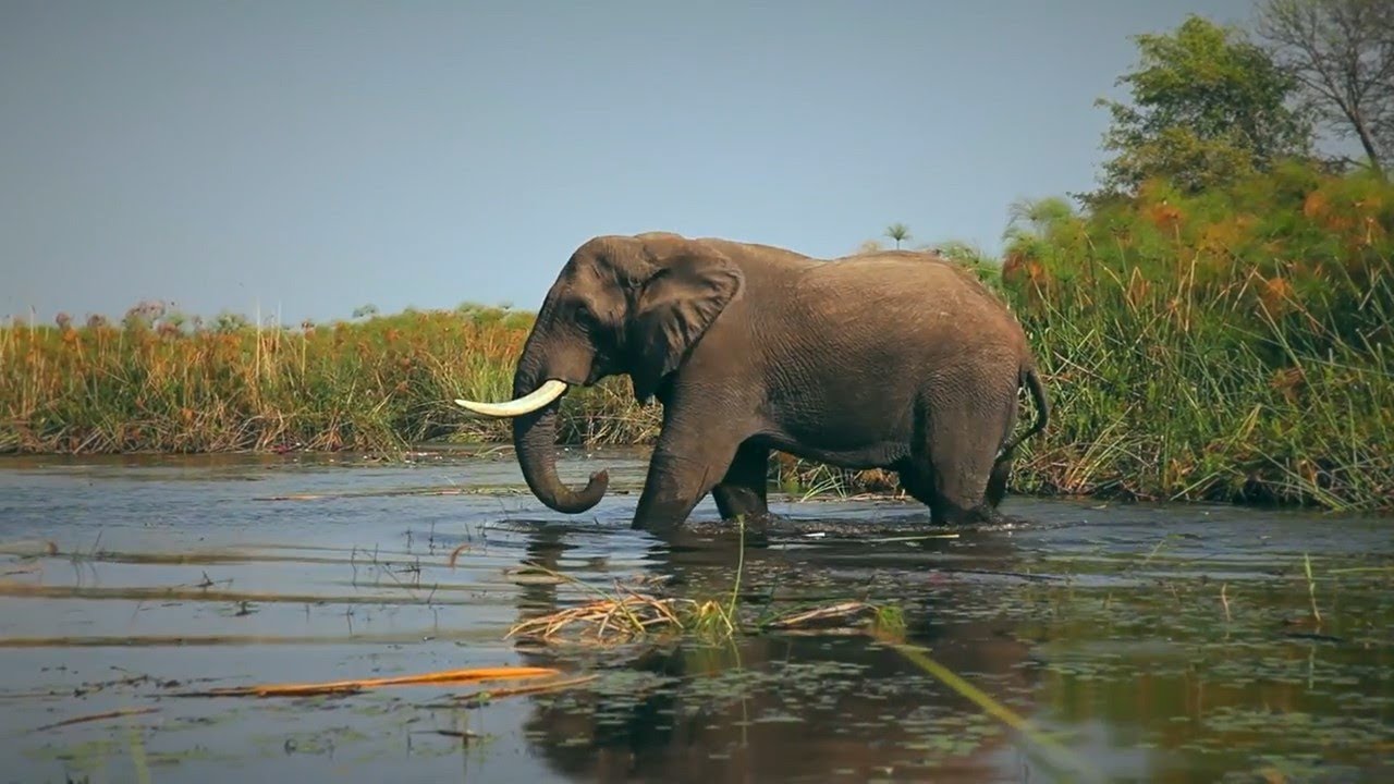 Botswana - Our Pride, Your Destination - YouTube
