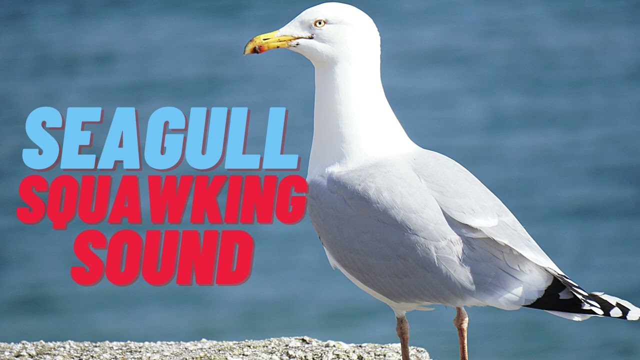 Seagull Squawking Sound - YouTube