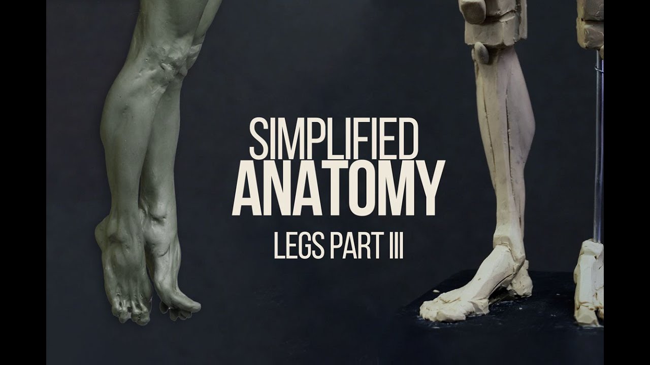 Simplified anatomy of the leg. Example in Oil based clay. - YouTube