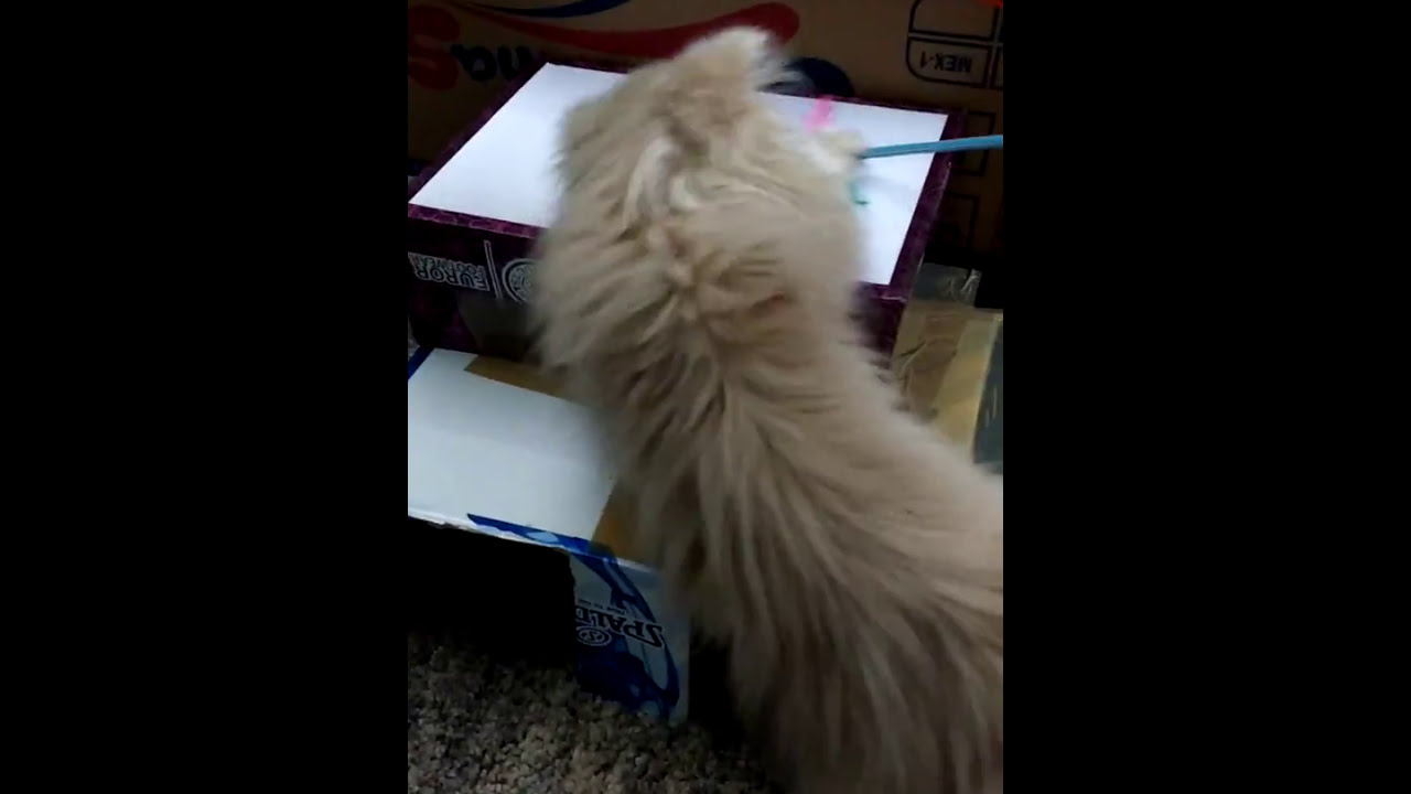 Bebé gato persa color crema - YouTube