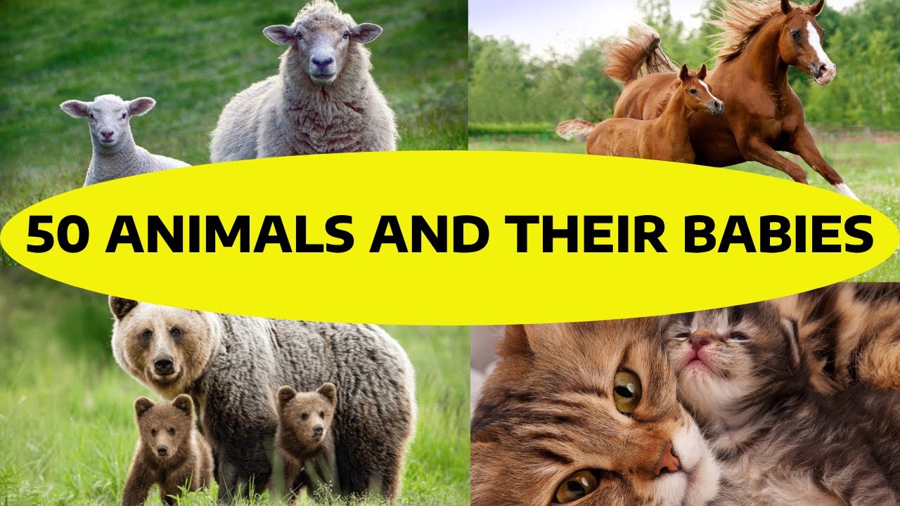 50 ANIMALS AND THIER YOUNG ONCE | BABY ANIMALS IN 4K #animals #babies # ...