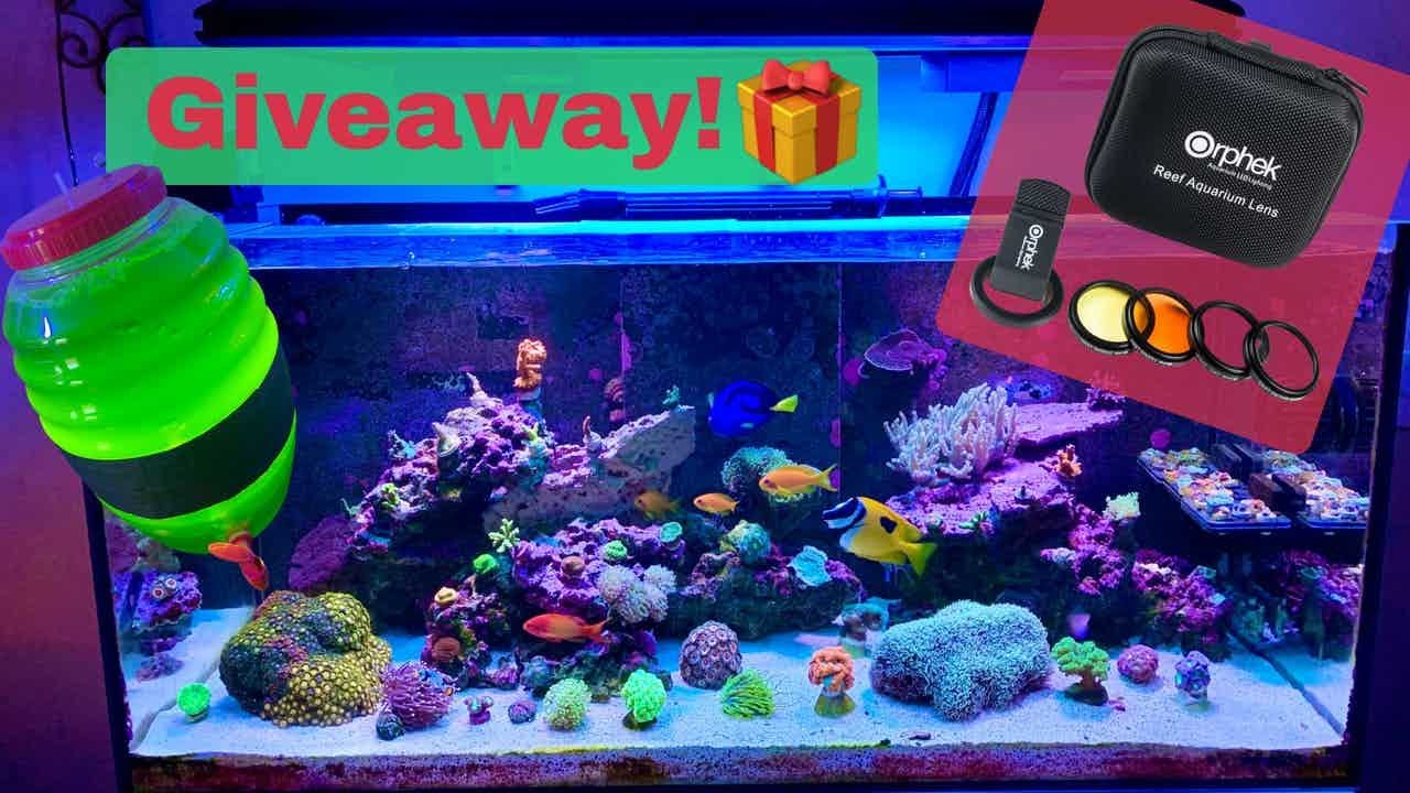 Reef Tanks and Pod Culture Update. Giveaway Also! 4/10/22. 🎁🎁🎁🎁 - YouTube