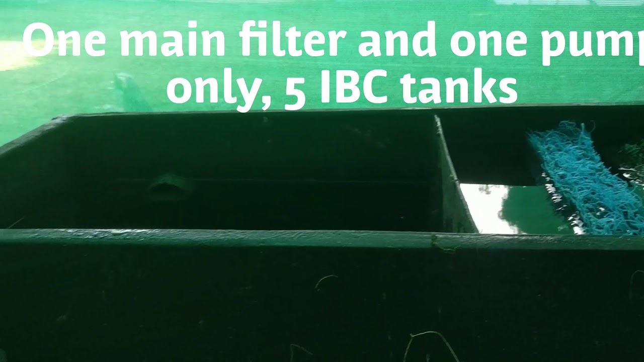 IBC tanks, system for growing fish - YouTube