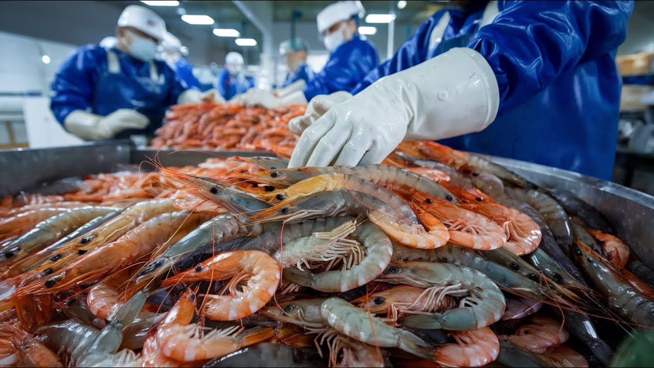How Millions of Shrimp Are Caught & Processed | Massive Shrimp ...