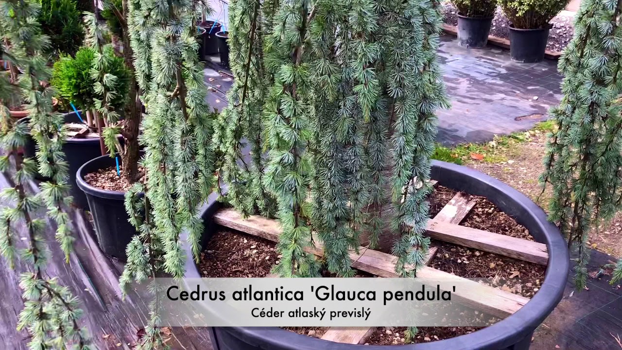 Céder atlaský 'Glauca pendula' - shop.zelenydom.com - YouTube