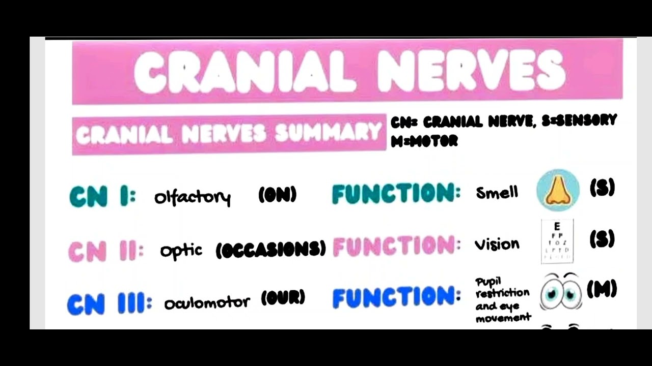 Cranial nerve types and full memonic information #nurse #nursing - YouTube