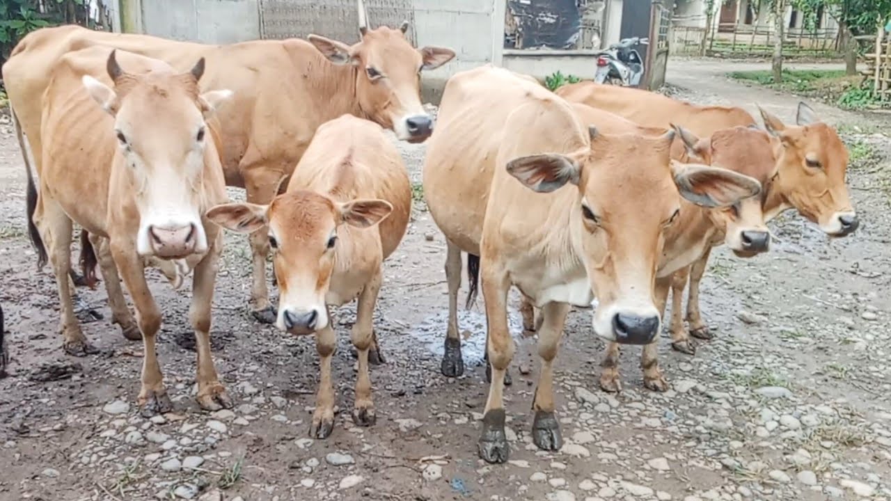 a group of female cows in the barn the sound of cows making sounds ...