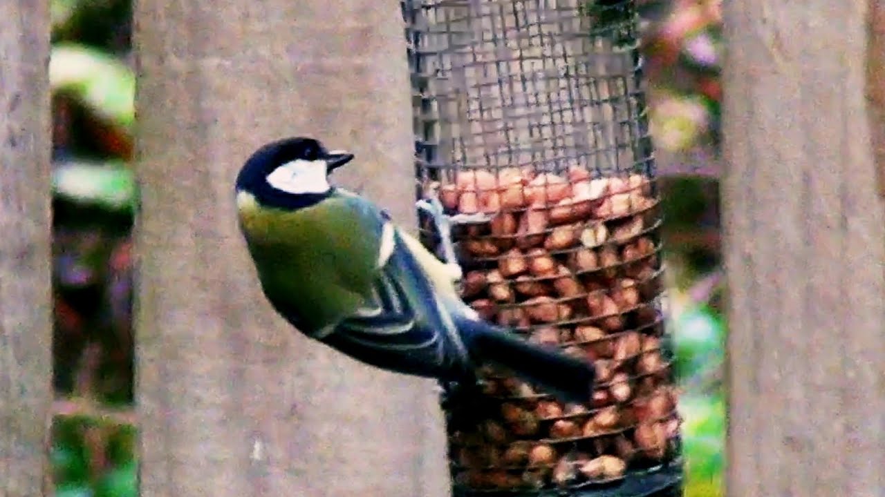 Great Tit and Sparrows Feeding off Bird Feeder Slow Motion 2024 - YouTube
