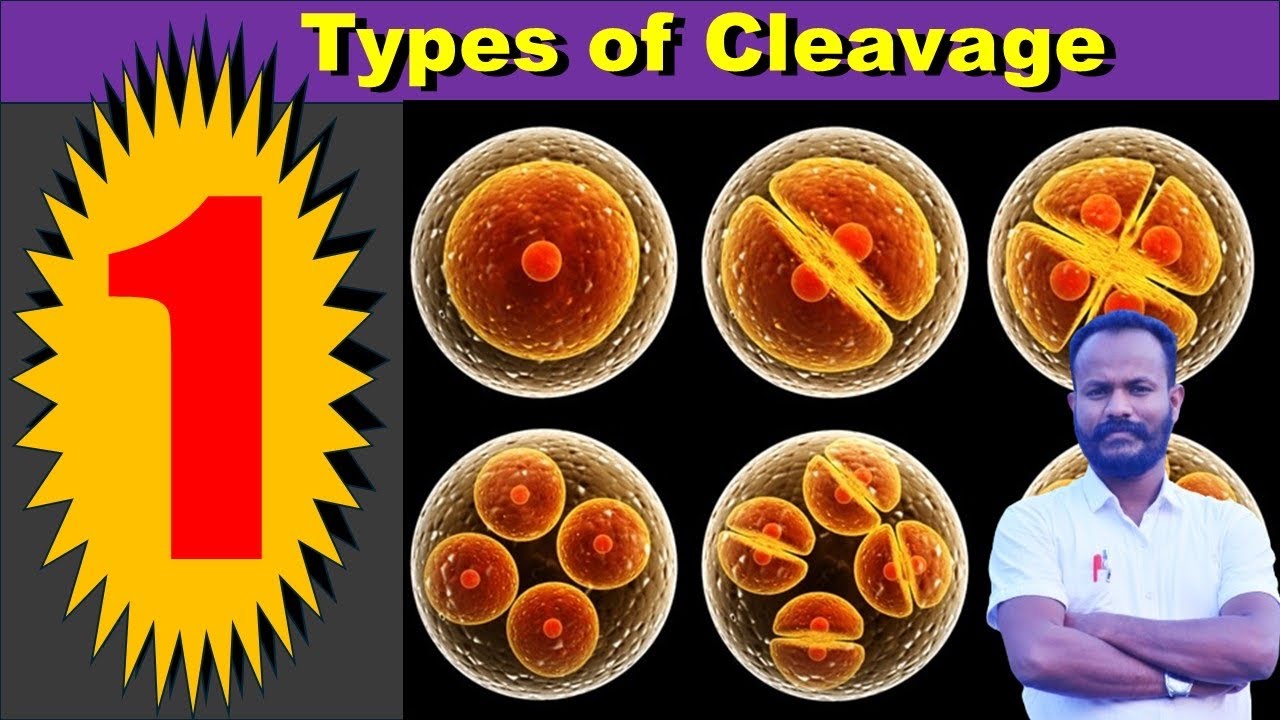 Types of Cleavage in Animal kingdom : By Anand sir - YouTube