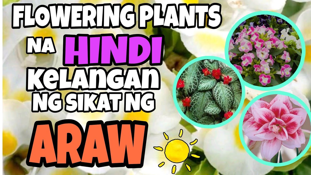 FLOWERING PLANTS NA HINDI KELANGAN ANG SIKAT NG ARAW || AUEE CHECO ...