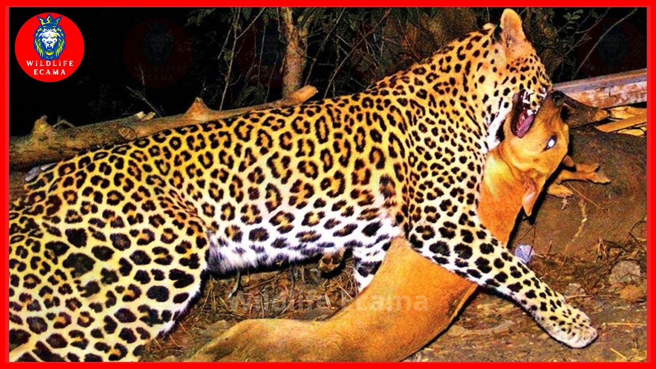 23 Moments When Hungry Leopards Broke Into People's Houses to Hunt Dogs ...