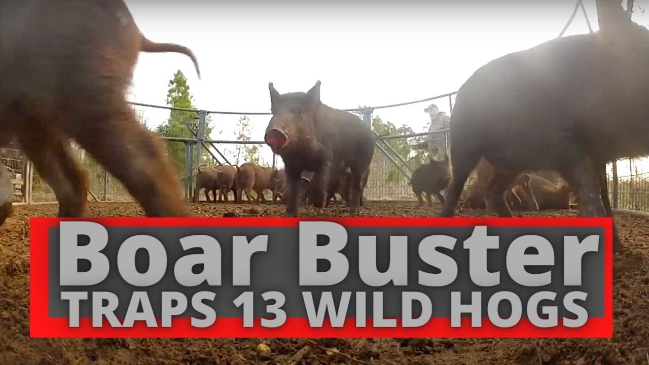 Boar Buster Traps 19 Wild Hogs with Jeff & Russ - YouTube
