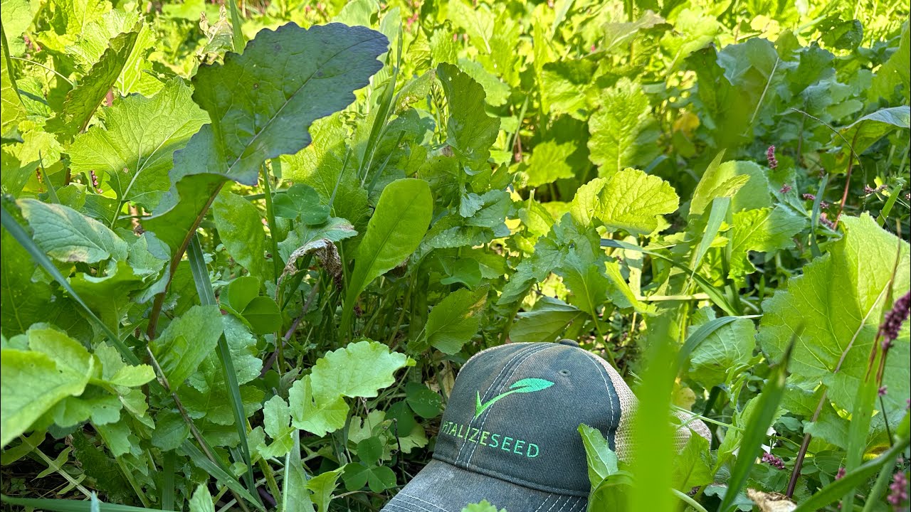 Food plot and cover crop diversity - why it matters?! - YouTube