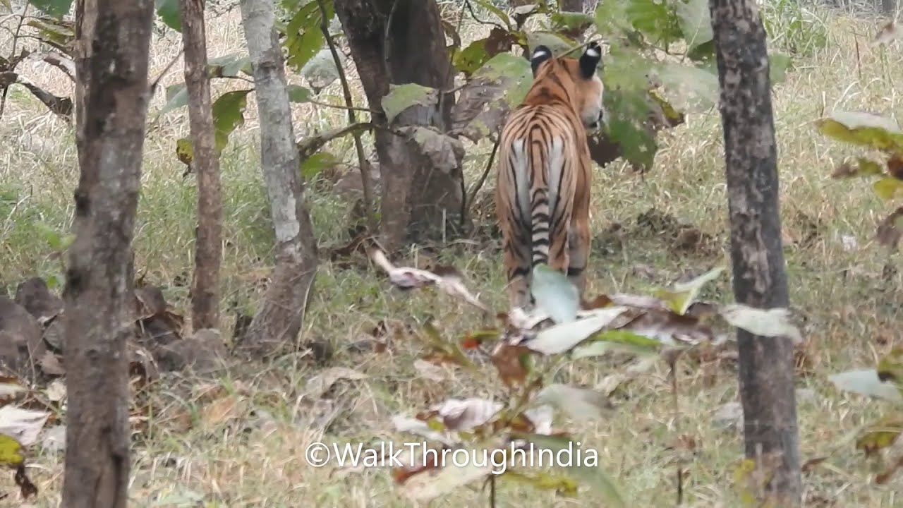 Patdev Female - Another Most Famous Tigress in Pench - YouTube